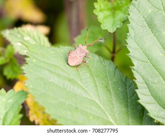 38 Hemipterous insect Images, Stock Photos & Vectors | Shutterstock