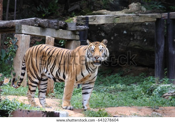 Big Tiger Stock Photo 643278604 | Shutterstock