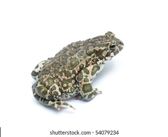 Big Toad On White Background Stock Photo 54079234 | Shutterstock