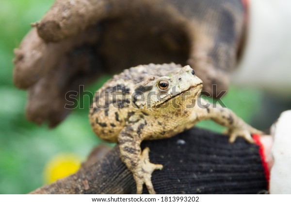 Big Toad Sitting Man Hands Black Stock Photo 1813993202 | Shutterstock