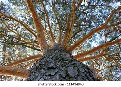 Big Tree Stock Photo 111434840 | Shutterstock