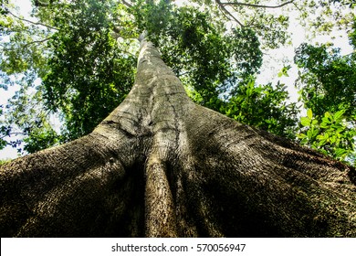 Big Tree Stock Photo 570056947 | Shutterstock