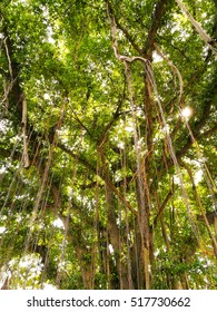 Big Tree Background Stock Photo 517730662 | Shutterstock