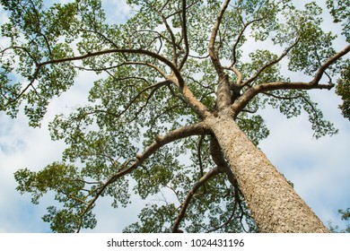 Big Tree Cloud Sky Background Stock Photo 1024431196 | Shutterstock