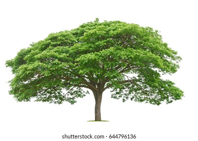 58,075 One big leaf Images, Stock Photos & Vectors | Shutterstock