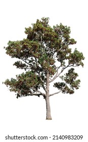 Flower Bush Tree Isolated Tropical Plant Stock Photo 639210913 ...