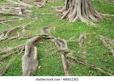 Big Tree Root Closeup Stock Photo 480012301 | Shutterstock