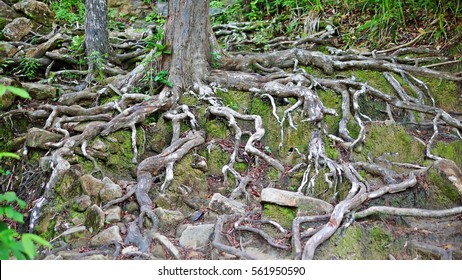 616 Stilt Roots Images, Stock Photos & Vectors | Shutterstock