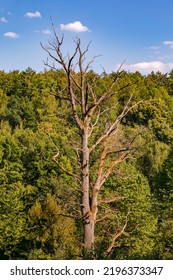 23,236 Sick trees Images, Stock Photos & Vectors | Shutterstock