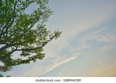 Big Tree Sky Cloud Background Stock Photo 1089949289 | Shutterstock