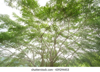 Big Tree Sun Rays Stock Photo 439294453 | Shutterstock