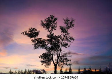 Big Tree Sunset Background Stock Photo 1094959634 | Shutterstock