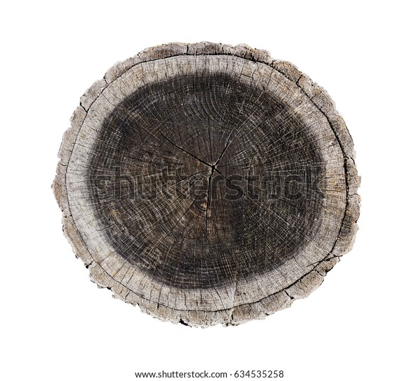 Big Tree Trunk Slice Cut Woods Stock Photo (Edit Now) 634535258
