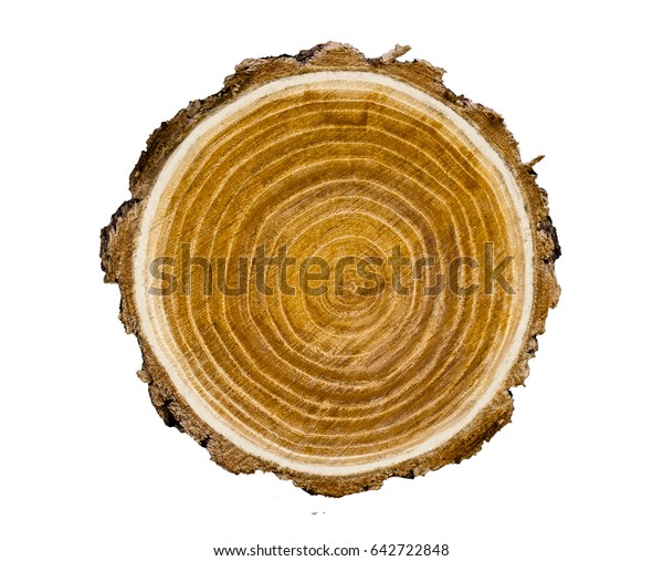 Big Tree Trunk Slice Cut Woods 스톡 사진(지금 편집) 642722848