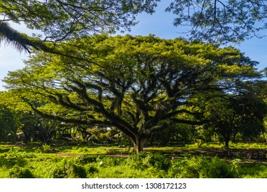 Big Trees Indonesia Java Island Stock Photo (Edit Now) 1308172123 ...