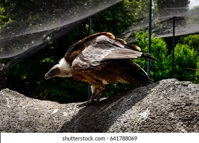 182 Volture Images, Stock Photos & Vectors | Shutterstock