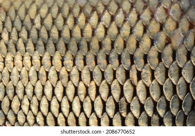 3,343 Scaly fish Images, Stock Photos & Vectors | Shutterstock