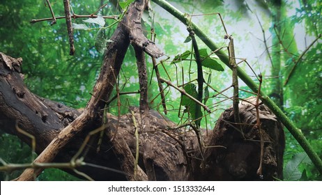 Biggest Bug World Phasmatodea Tree Stick Stock Photo (Edit Now) 1513332644
