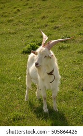 Billy Goat Stock Photo 505864426 | Shutterstock
