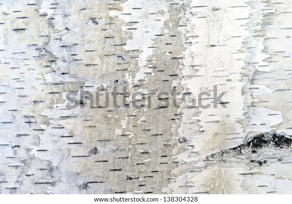 Birch Bark Background Stock Photo (Edit Now) 138304328