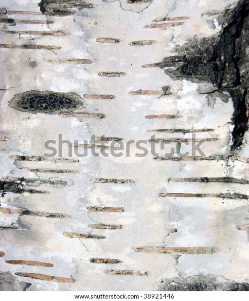 Birch Bark Background Texture Rustic Macro Stock Photo 38921446 ...