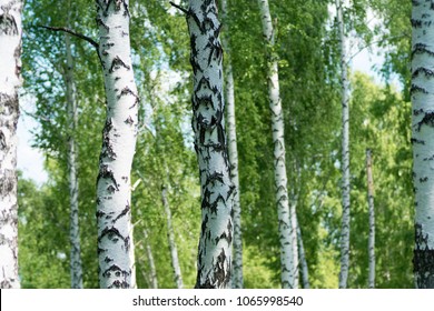 Birch Forest Background Stock Photo 1065998540 | Shutterstock