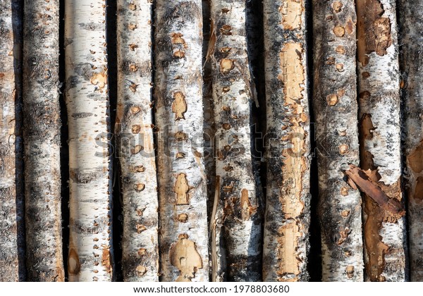 Birch Logs Rows Trees Stacked Stacks Stock Photo 1978803680 | Shutterstock