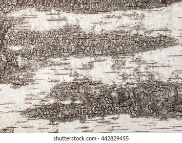Birch Texture Stock Photo 442829455 | Shutterstock