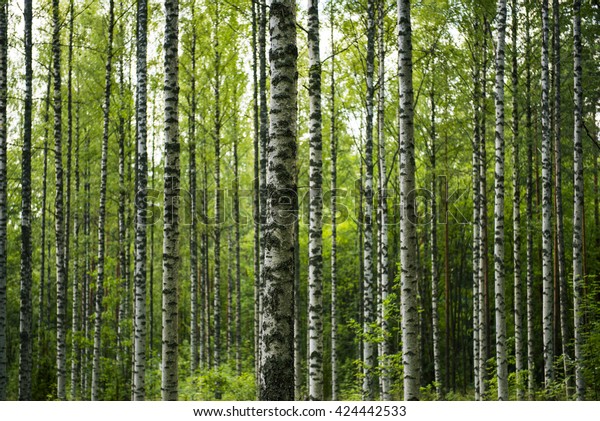 Birch Tree Forest Stock Photo 424442533 | Shutterstock