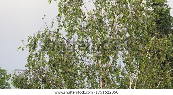 Birch Tree Scientific Classification Angiosperms Betuloideae Stock ...
