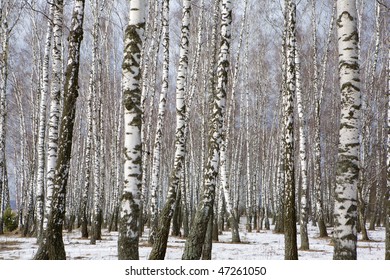 Birch Trees Forest Spring Stock Photo 47261050 | Shutterstock
