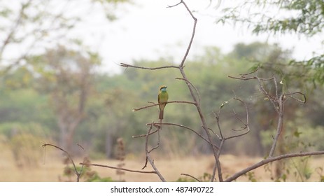 Birds sitting idle : 69 images, photos et images vectorielles de stock ...