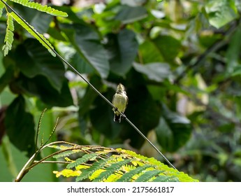 20,845 Small bird blurred background Images, Stock Photos & Vectors ...