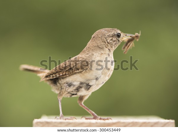 Bird Bug Beak Stock Photo 300453449 | Shutterstock