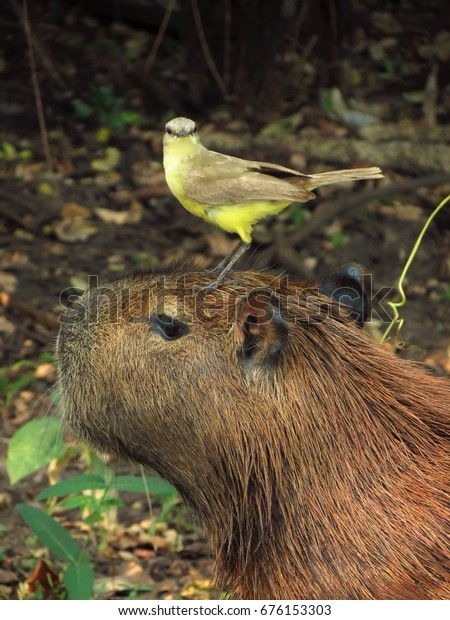 Bird Capybara Stock Photo 676153303 | Shutterstock