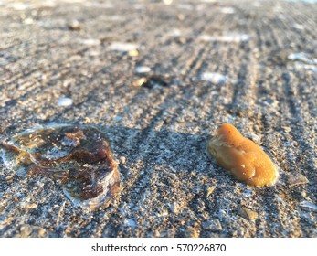25 Crab poop Images, Stock Photos & Vectors | Shutterstock