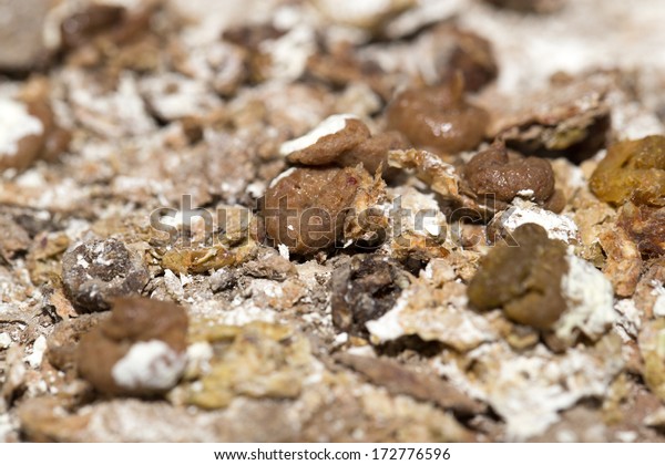 Bird Droppings Macro Stock Photo 172776596 | Shutterstock