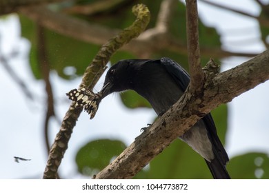 1,453 Bird Eating Butterfly Images, Stock Photos & Vectors | Shutterstock