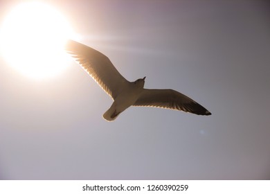 188 Eclipse with bird silhouette Images, Stock Photos & Vectors ...
