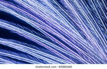 Bird Feather Under Microscope Stock Photo 405881860 | Shutterstock
