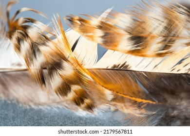 242,735 Bird macro Images, Stock Photos & Vectors | Shutterstock