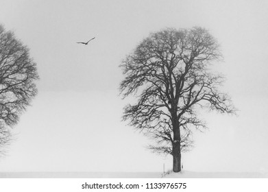 Bird Flying Between Two Trees On Stock Photo 1133976575 | Shutterstock
