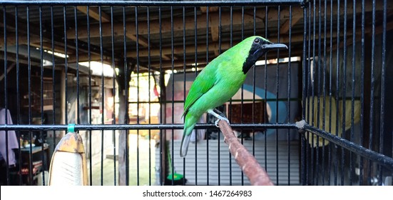53 Cucak hijau Images, Stock Photos & Vectors | Shutterstock
