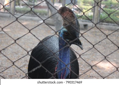104 Small bird facing forward Images, Stock Photos & Vectors | Shutterstock