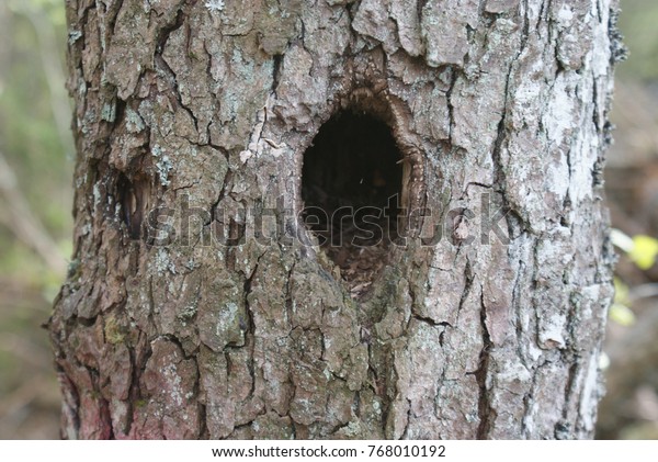 Bird Nest Inside Tree Stock Photo (Edit Now) 768010192