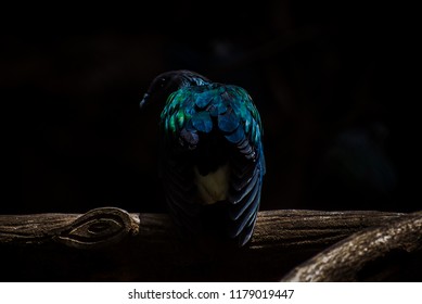 Bird Texture Background Stock Photo 1179019447 | Shutterstock