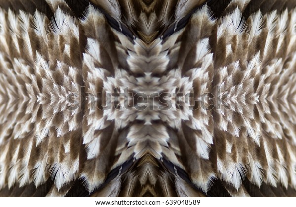 Bird Wings Pattern Background Texture Made Stock Photo 639048589 ...