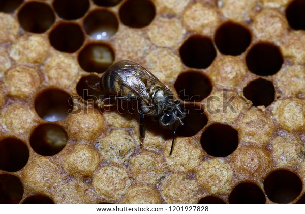 Birth Bee Stock Photo 1201927828 | Shutterstock