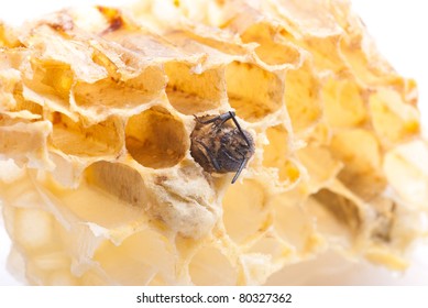 1,675 Birth bees Images, Stock Photos & Vectors | Shutterstock