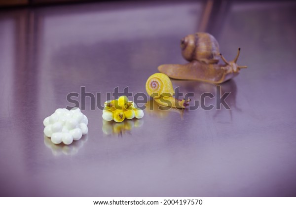 Birth Maturation Snail Snail Development Stages Stock Photo 2004197570 ...